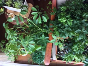 日光浴タイム | Rananda 女性専用アロママッサージ - Rananda 女性専用アロママッサージ