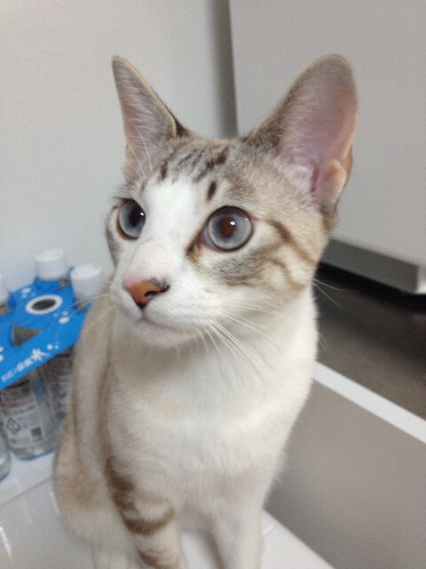 実家の鍋と旦那さんのめまい | Rananda 女性専用アロママッサージ - Rananda 女性専用アロママッサージ