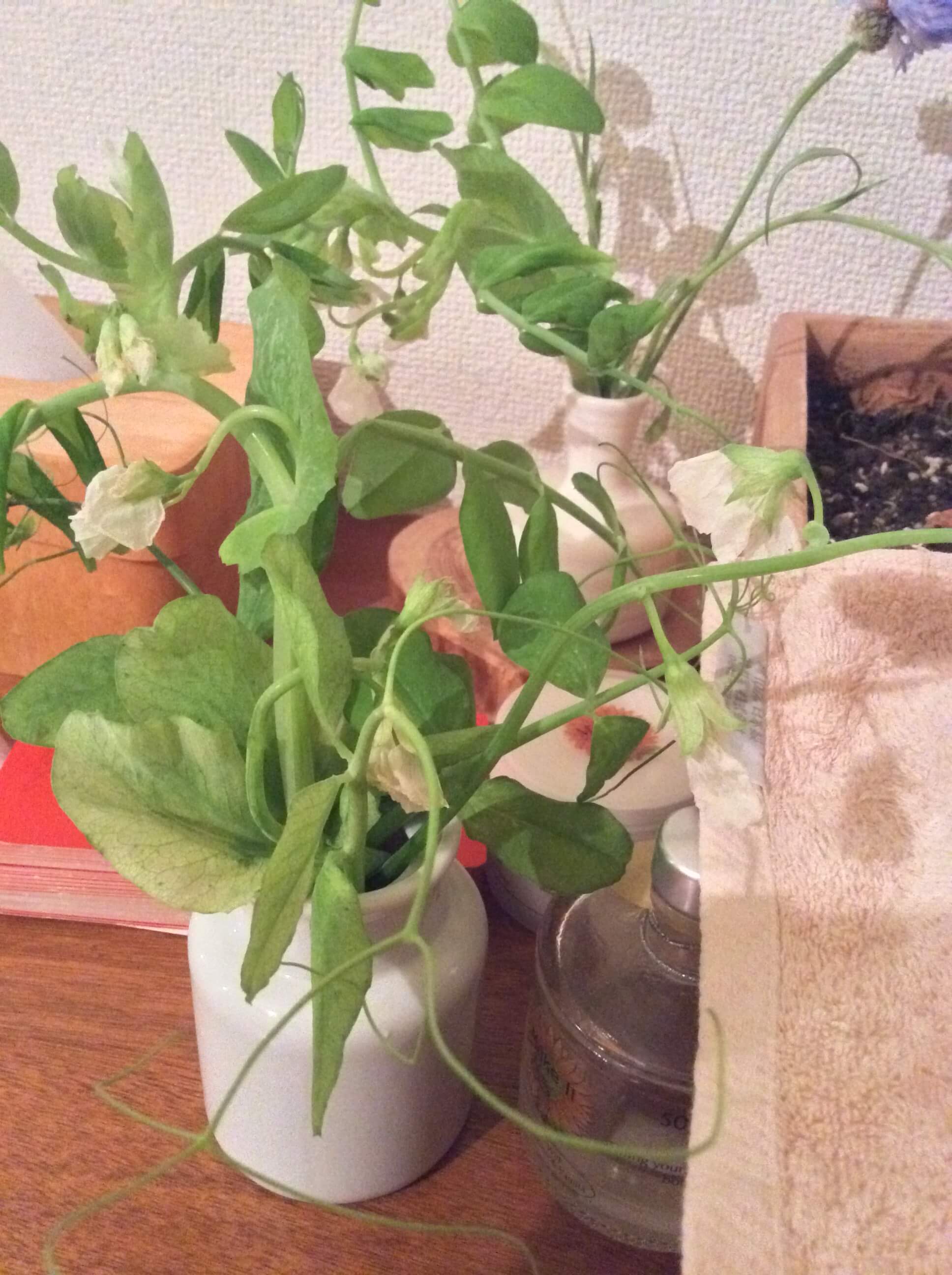 目黒川の桜 | Rananda 女性専用アロママッサージ