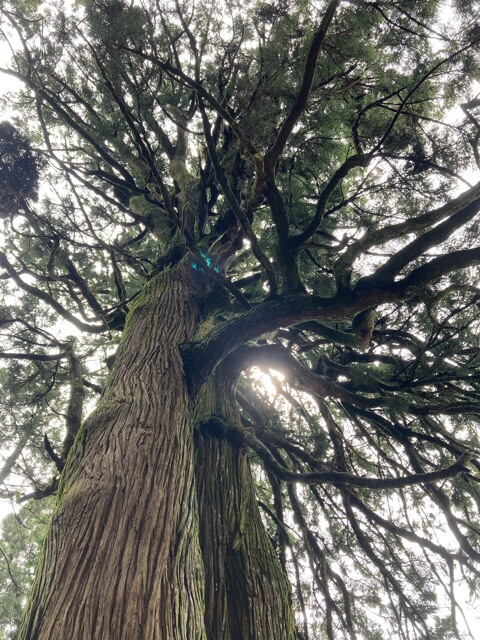 Rananda 女性専用アロママッサージ